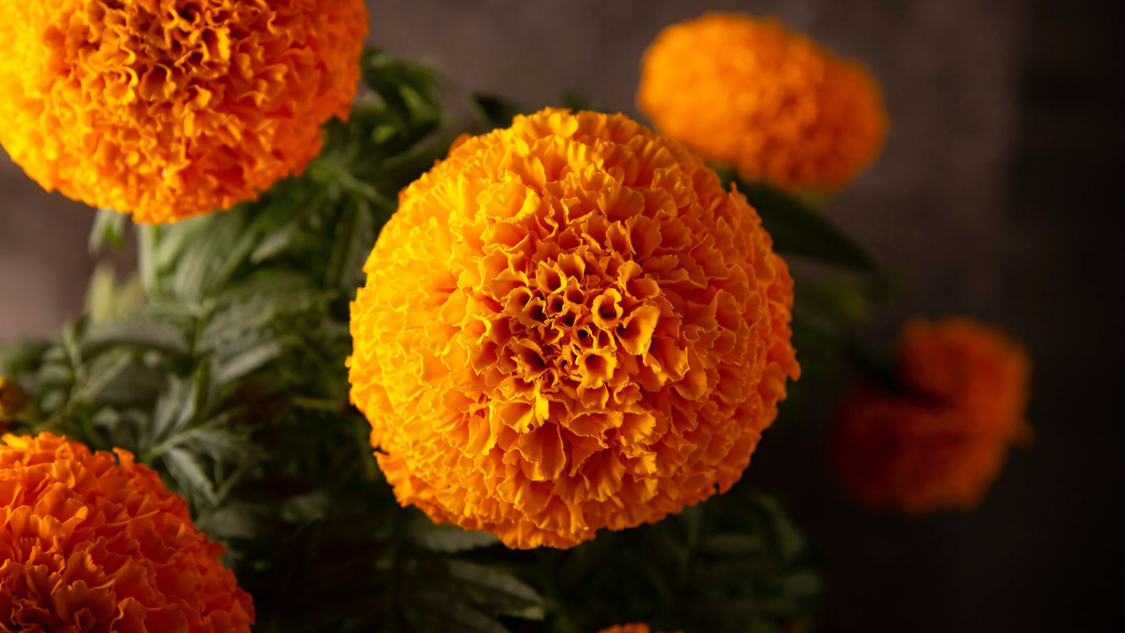 Our Traditions and Sustainability: The Cempasúchil Edition – Volverde